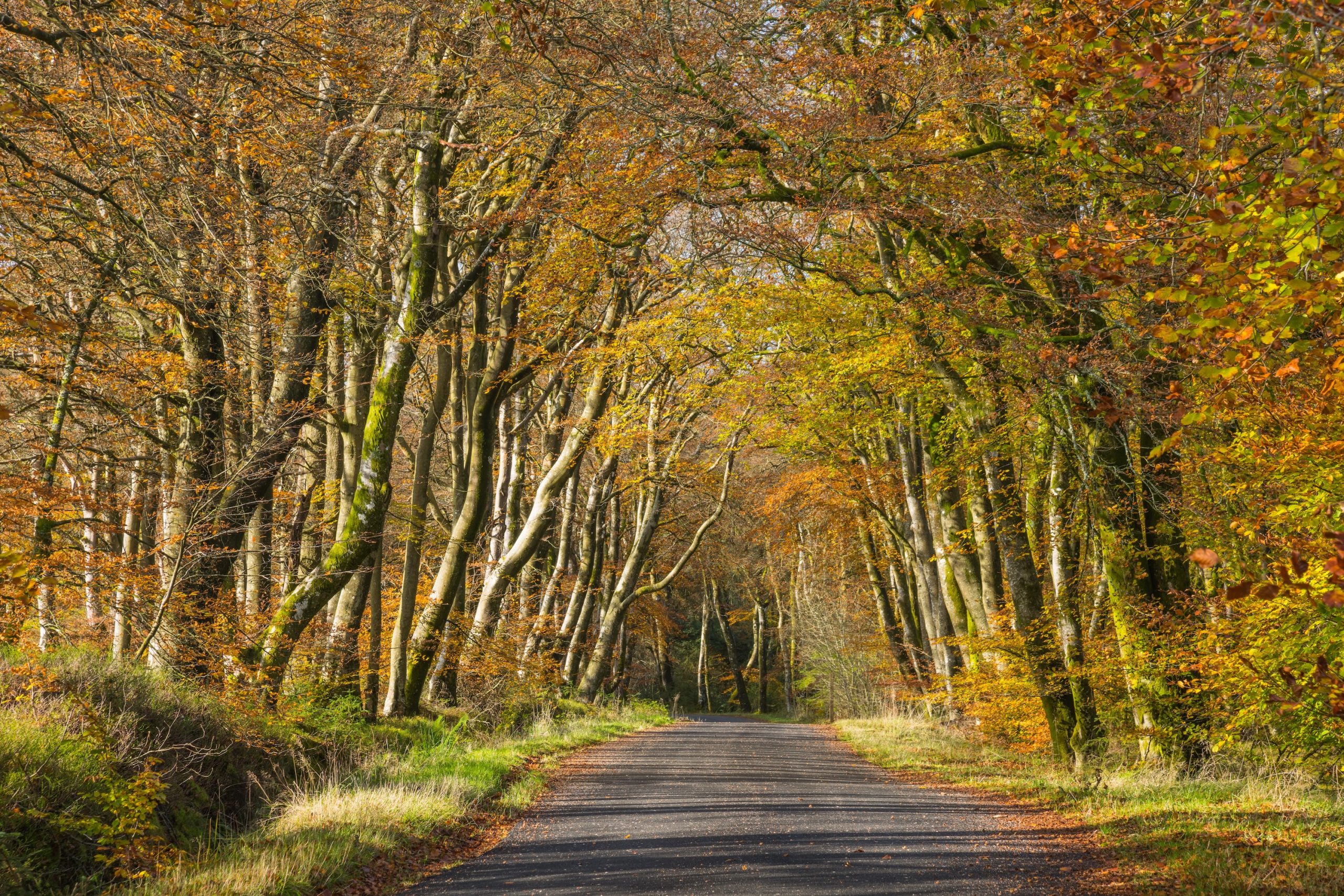 Things to do in Gatehouse of Fleet - Isles of Fleet Retreat